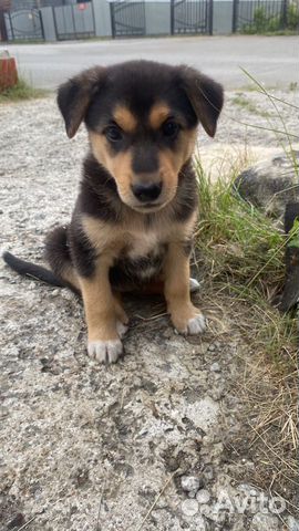 Щенок 1,5 месяца, мальчик