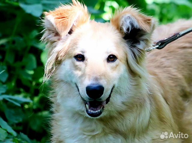 Нежнейшая собака Лиза в добрые руки в дар