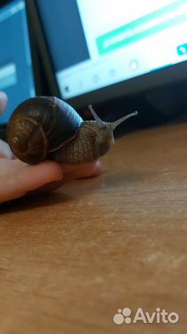 Виноградная улитка