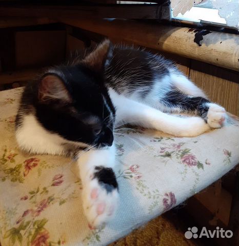 Котенок ищет дом