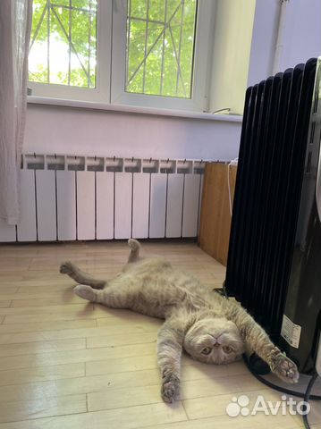 Вязка с шотландским вислоухим котом