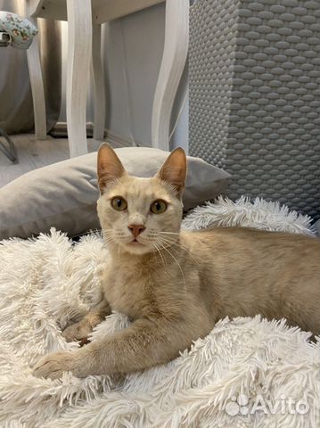 Домашние животные бесплатно кошки