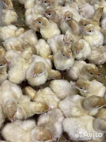 3 Индюк супер-тяжеловес (BUT 6 )