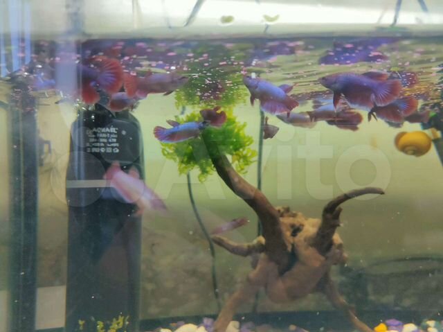 Рыбки, петушки и курочки, здоровые ипочти ручные