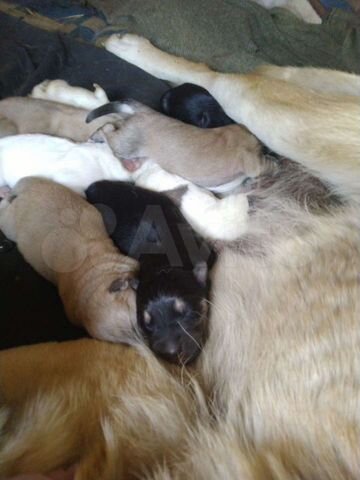 Щенки в надёжные руки