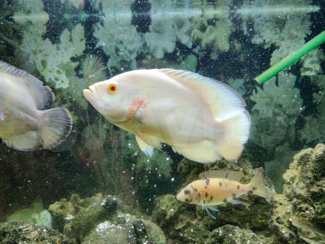 Аквариумные рыбы бесплатно