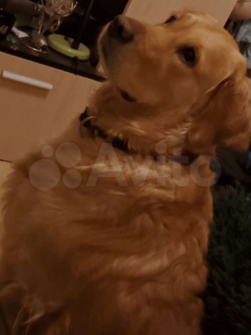 Помесь Ретривера/Лабрадора, пропала, кто увидит по
