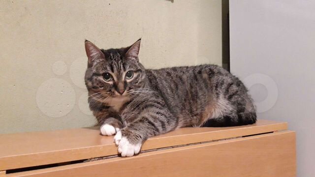 Кошка Матильда в добрые руки