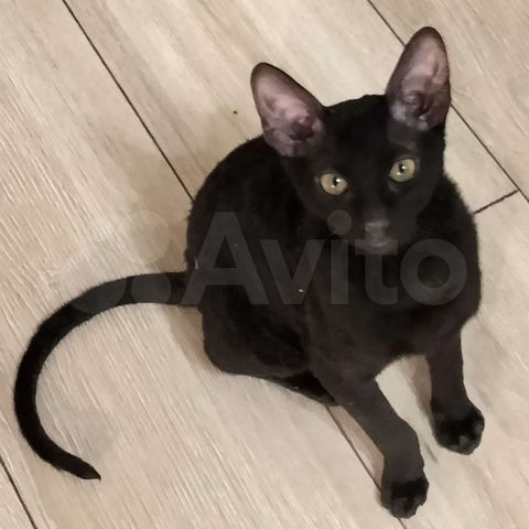Кошка корниш рекс