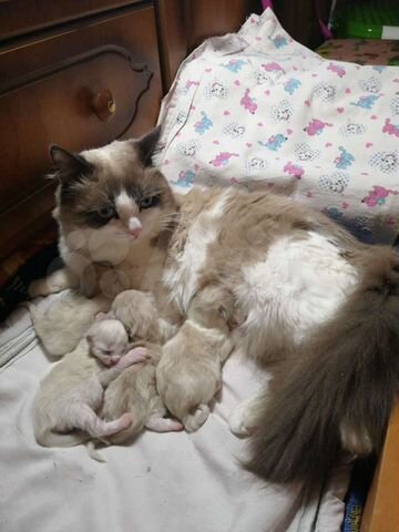 Мы родились. наши крошки рэгдолл