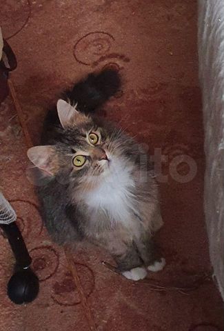 Сибирский котенок кошка бесплатно