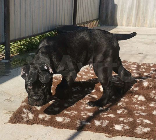 Очень крупный мальчик