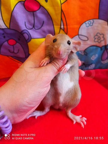 Крыса крысенок дамбо красавец