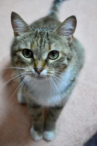 Кошка София 1,5 года