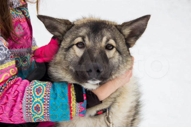 Пес Мартин в добрые руки