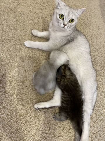 Два милейших шотландца