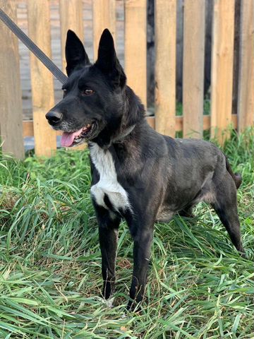 Собака в добрые руки