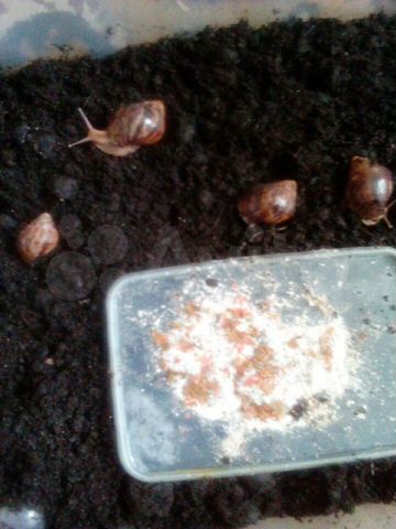 Отдаю в добрые руки улитята ахатин 3месяца