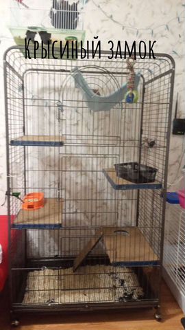 Клетка для крыс вместе с крысами