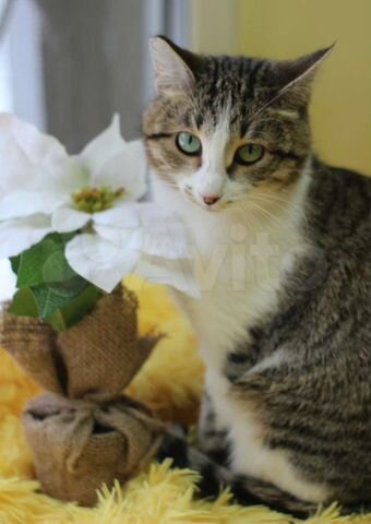 Кошка в добрые руки