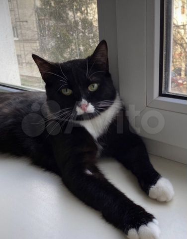 Котик Атом ищет родителей