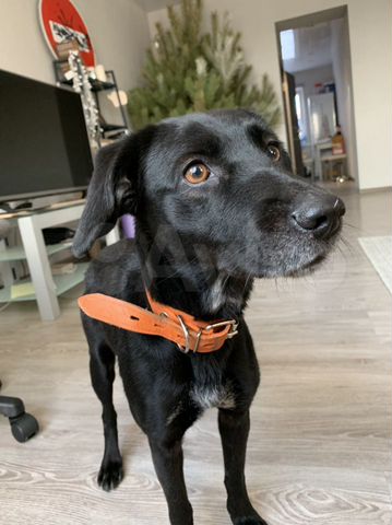 Щенок. Девочка. Ищу любовь