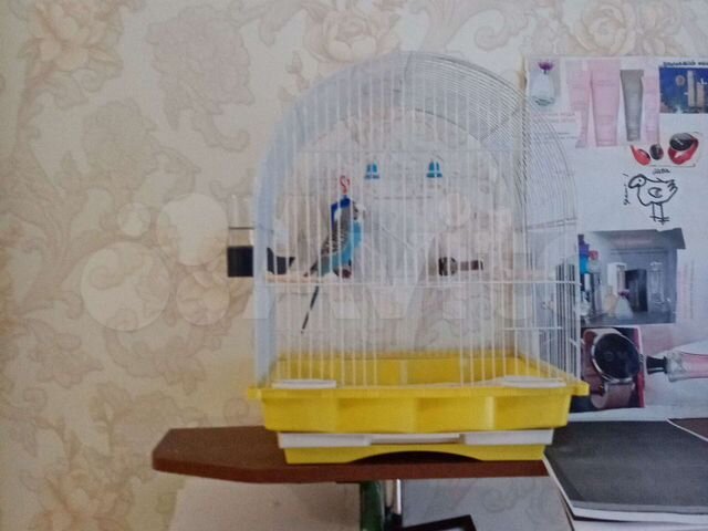 Волнистый попугай