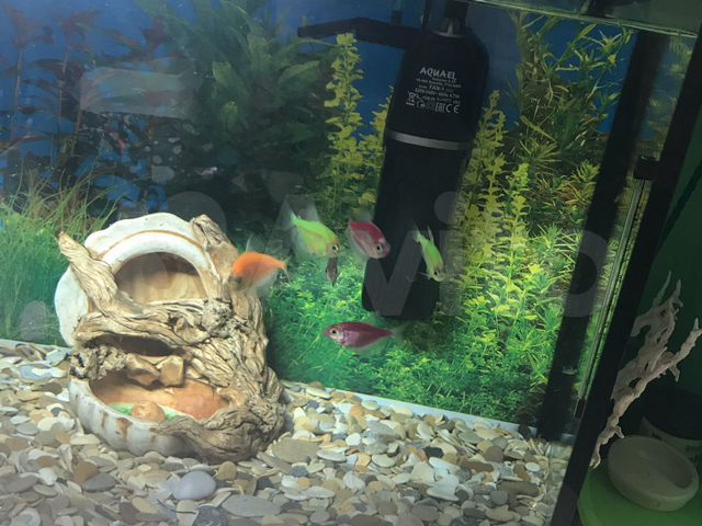 Рыбки (6 тернеций и сомик)