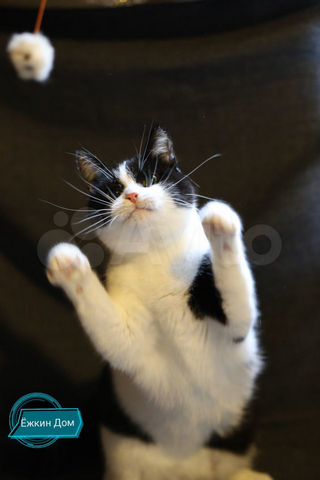 Милка кошечка ищет дом