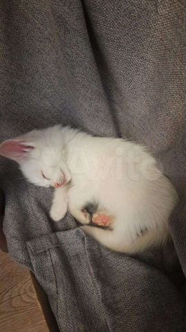 Девочка, 1,5 мес