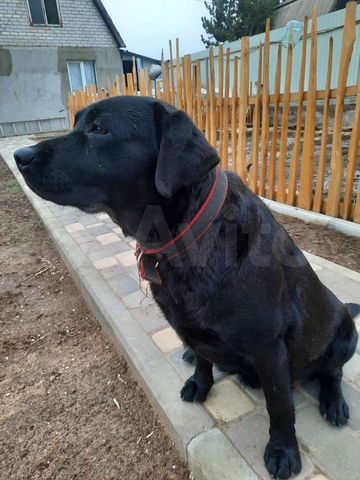 Нашлась собака лабрадор