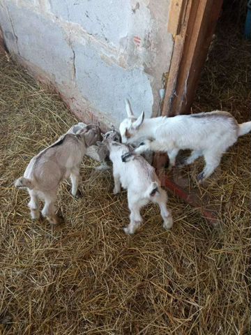 Нубийские, заненски козы