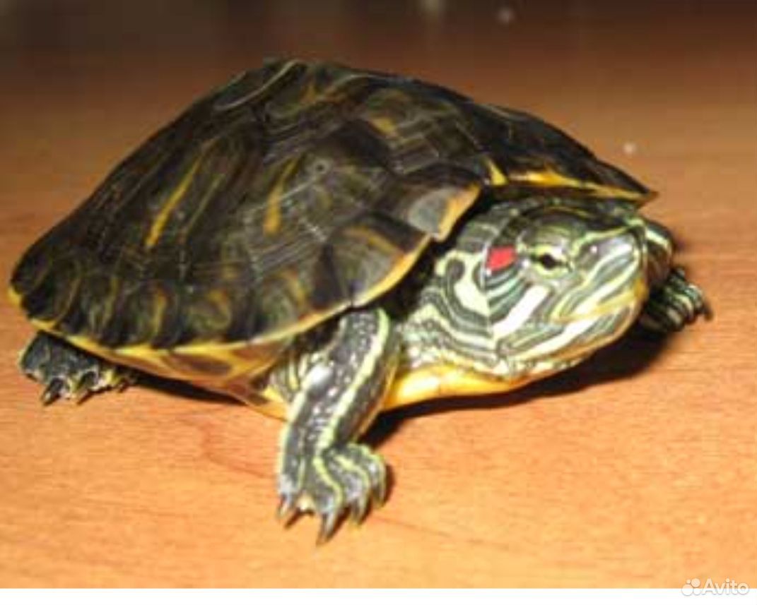 Черепаха мальчик