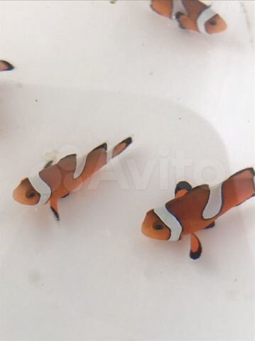 Рыбы клоун амфиприон оцеллярис