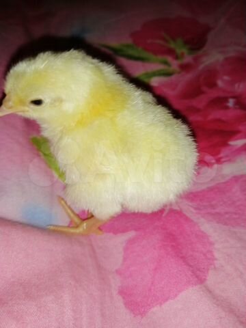 Цыплята ухейилюй, минимясные, декорашки