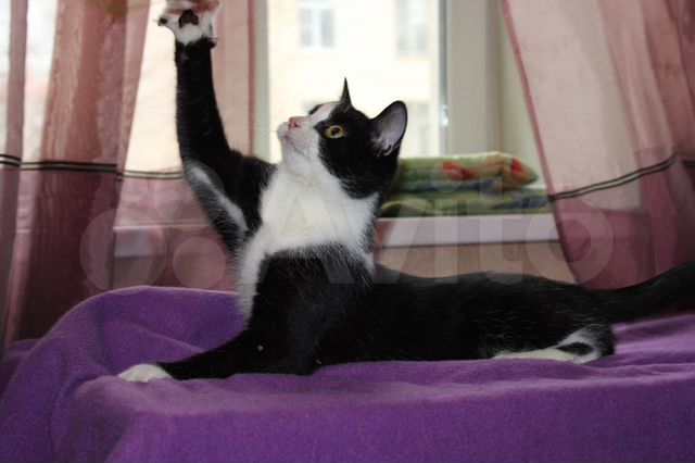 Отдам котика-подростка