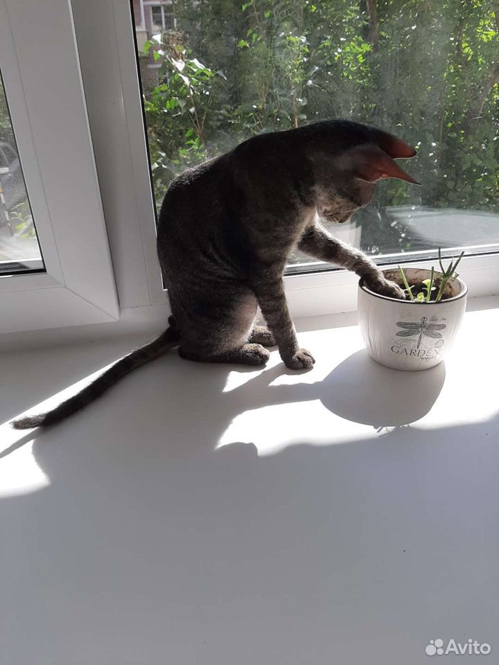 Кошечка ищет кота сфинкса