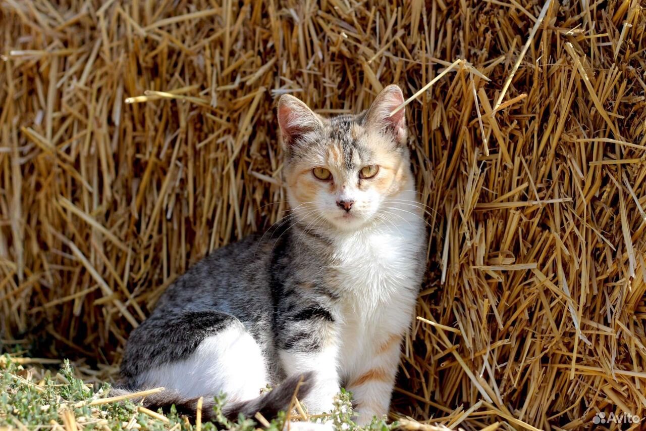 Кошечка трёхцветка