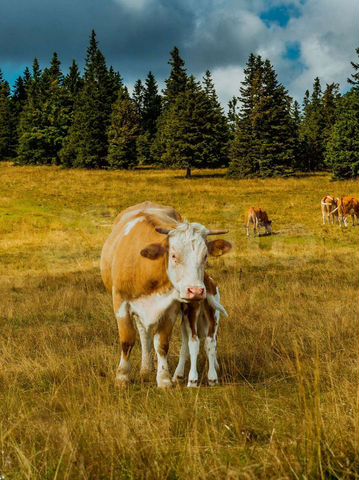 Крс перевезу продам козлят петухи дом гуси