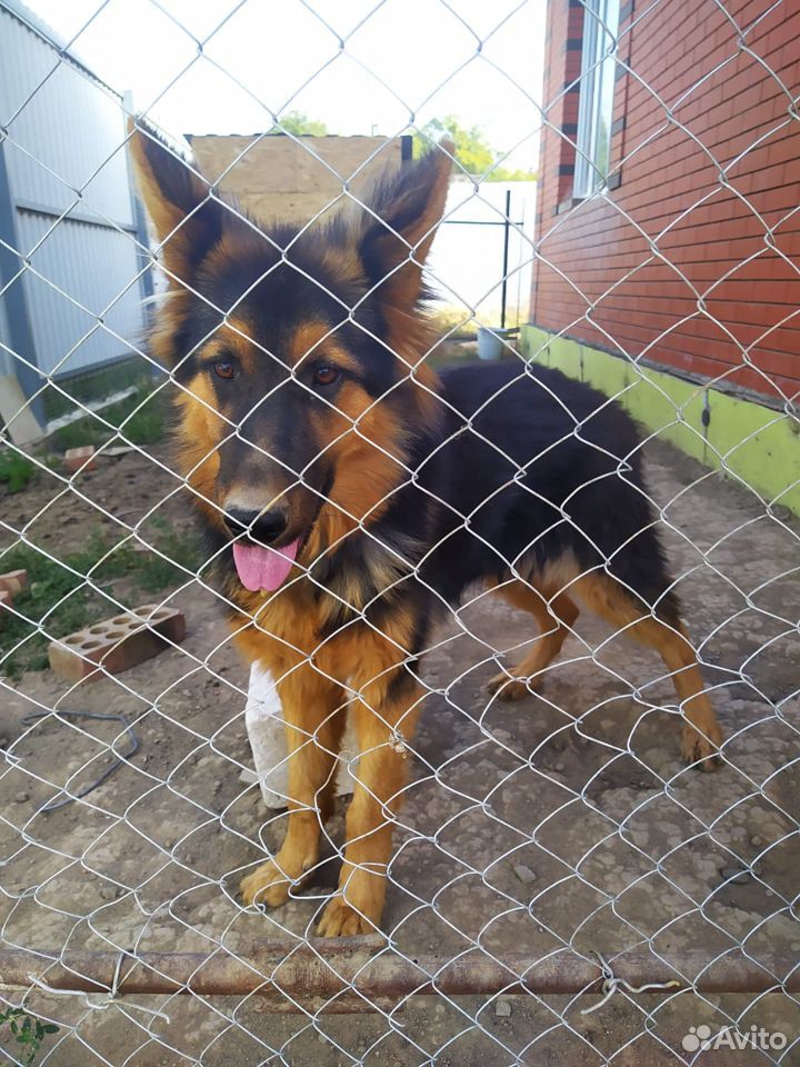 Немецкая овчарка