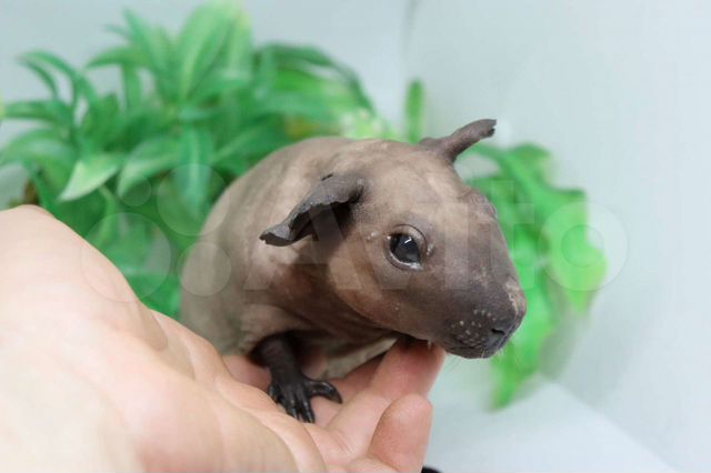 Морская свинка