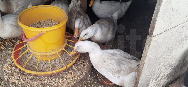 Утки черри велли