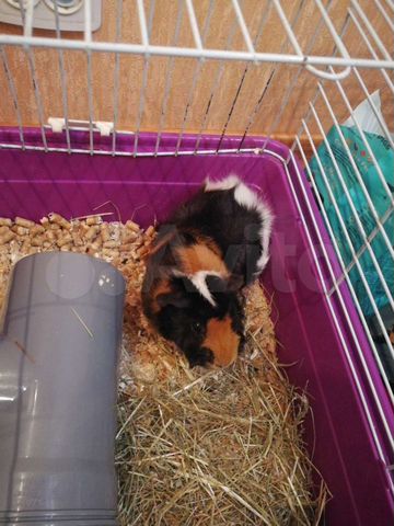 Морская свинка