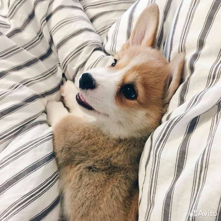 Вельш корги пемброк