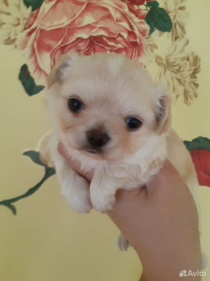 Милашка симпотяжка чихуахуа