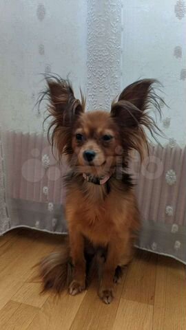 Русский длинношерстный той-терьер