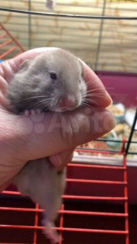 Хомяк Сирийский сатиновый