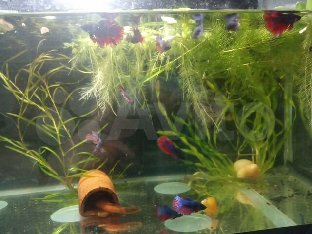 Рыбки петушки