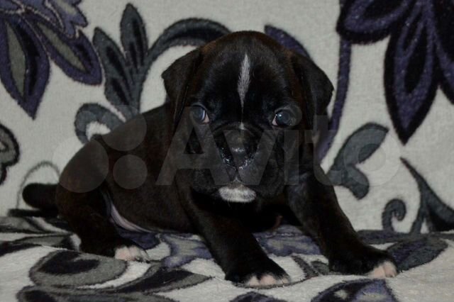 Щенки боксера тигрового окраса мальчики и девочки