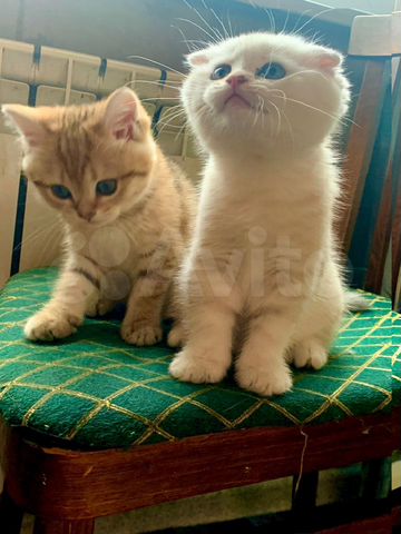 Шотландские вислоухие котята